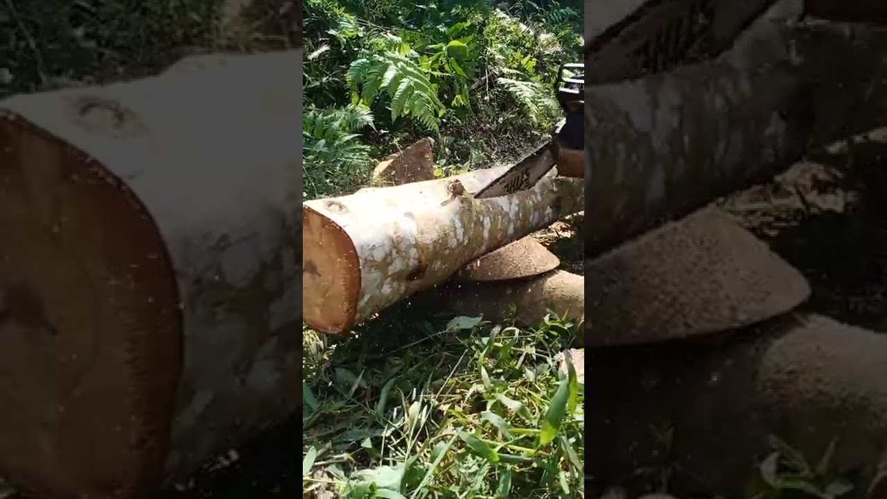 sawing speed@WOODCUTTER BANTEN - YouTube