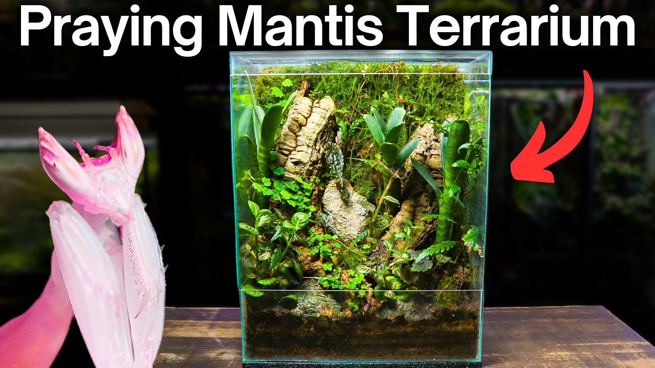 I Made a Terrarium For a STUNNING Praying Mantis, Here’s How! - YouTube