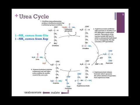 144-Urea Cycle - YouTube