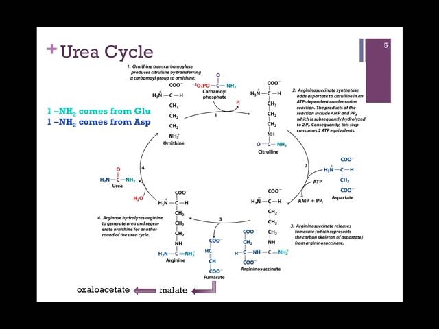 Urea Cycle Simple Full Article: Hyperammonemia Encephalopathy: An
