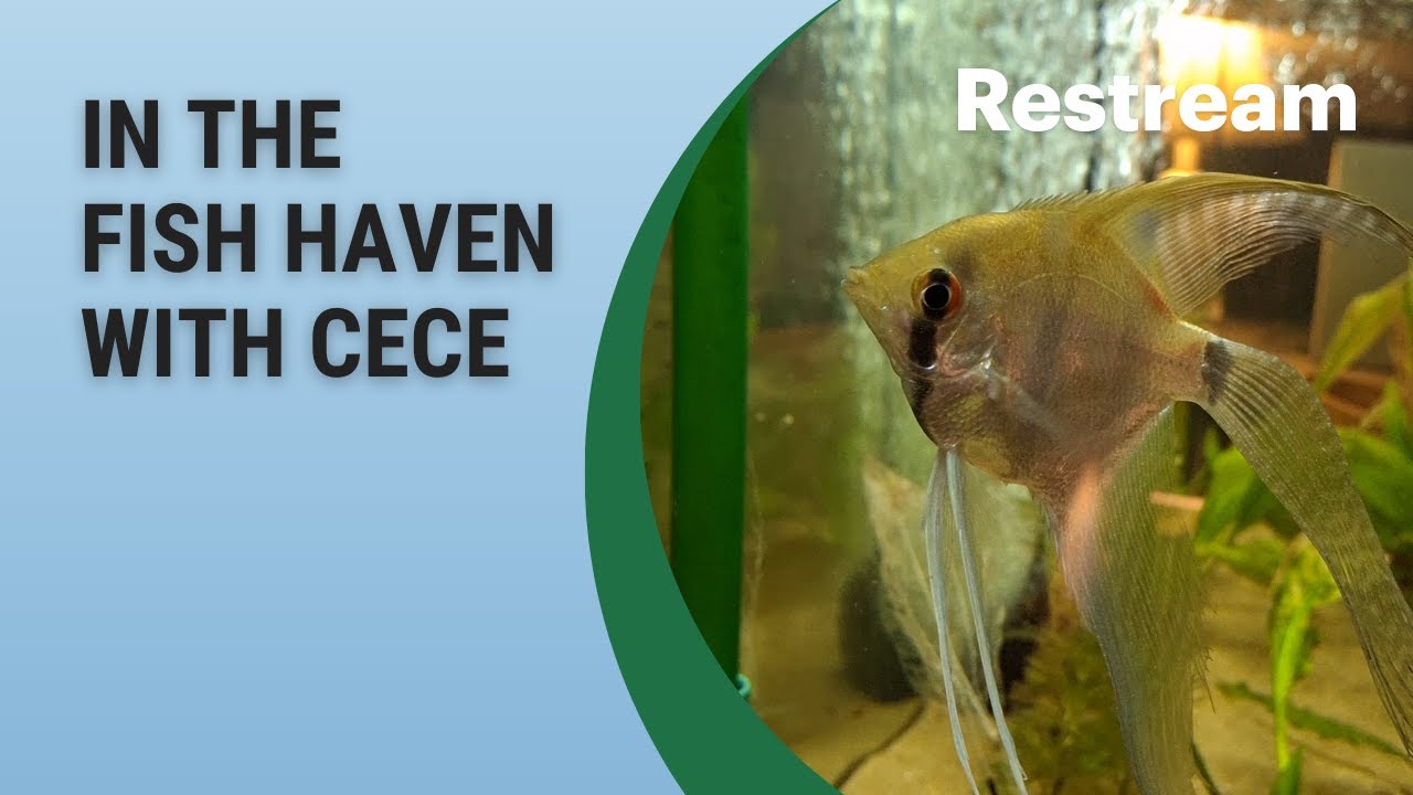 In the Fish Haven with Cece: Slowly Upgrading The Angel Haven - YouTube