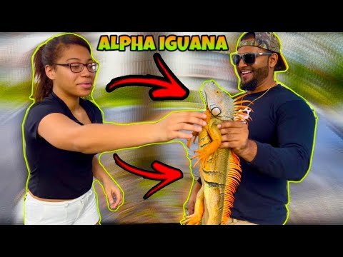 We Captured a Big Alpha !! Invasive Iguana Removal !! - YouTube