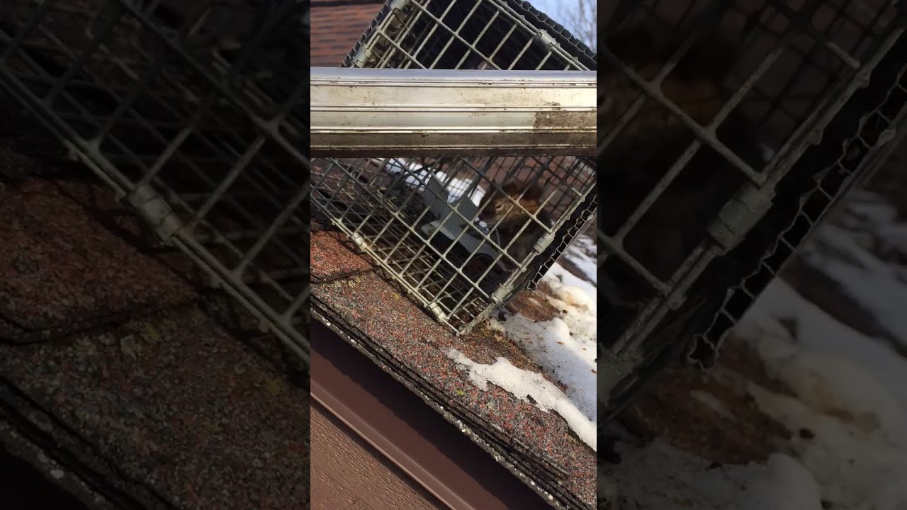 Red Squirrel trapping in Delaware, Ohio - YouTube