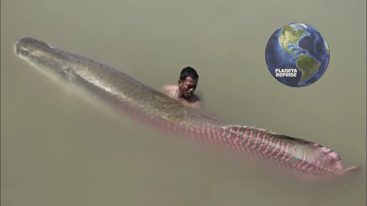 (Culinária Tailandesa) Com Peixe Amazônico Monstro Gigante Do Rio ...