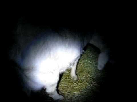 Baby goats moving in belly - YouTube