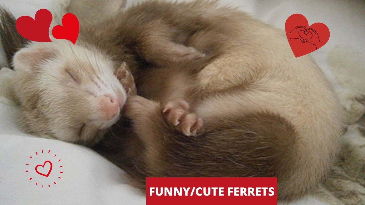 CUTE/FUNNY FERRETS - YouTube