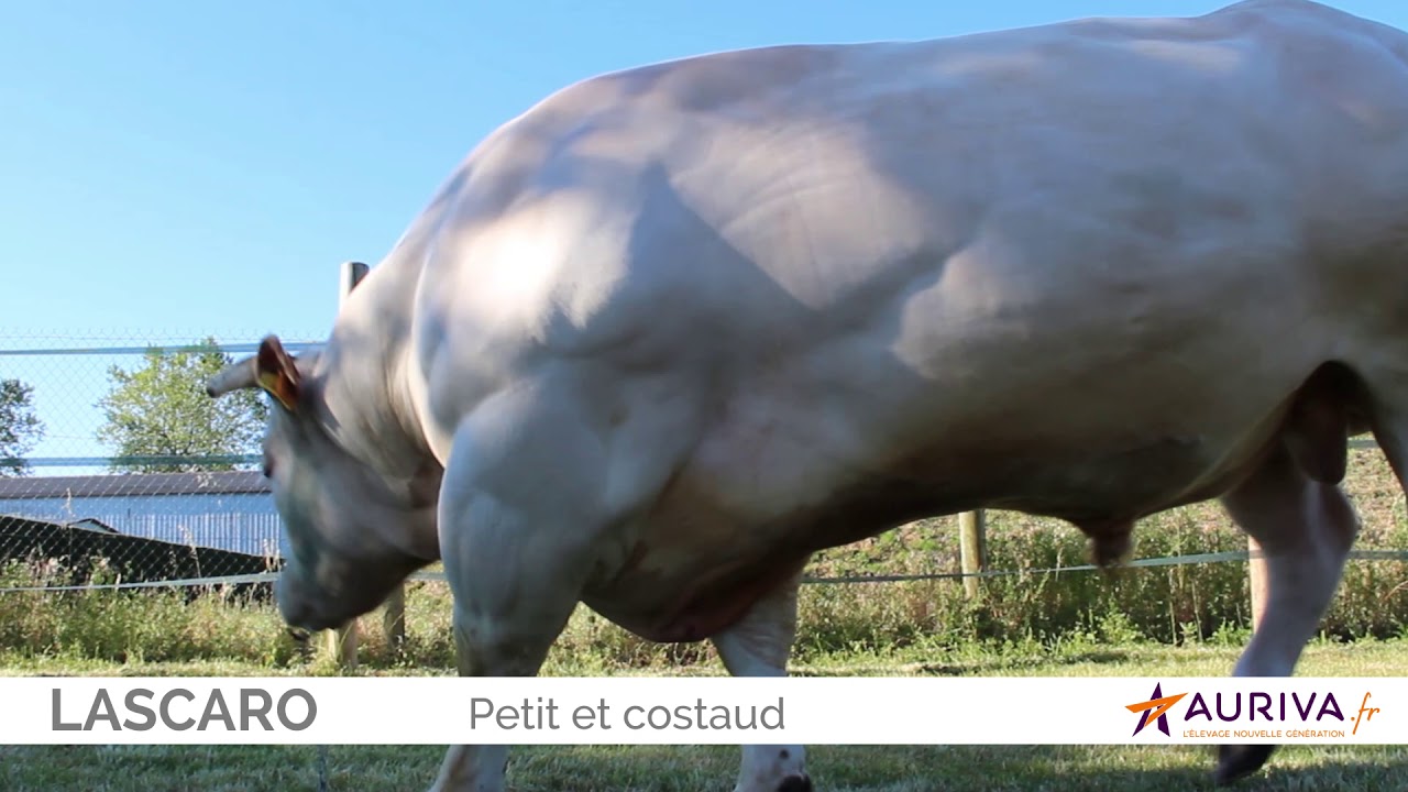 LASCARO [INRA 95] - YouTube