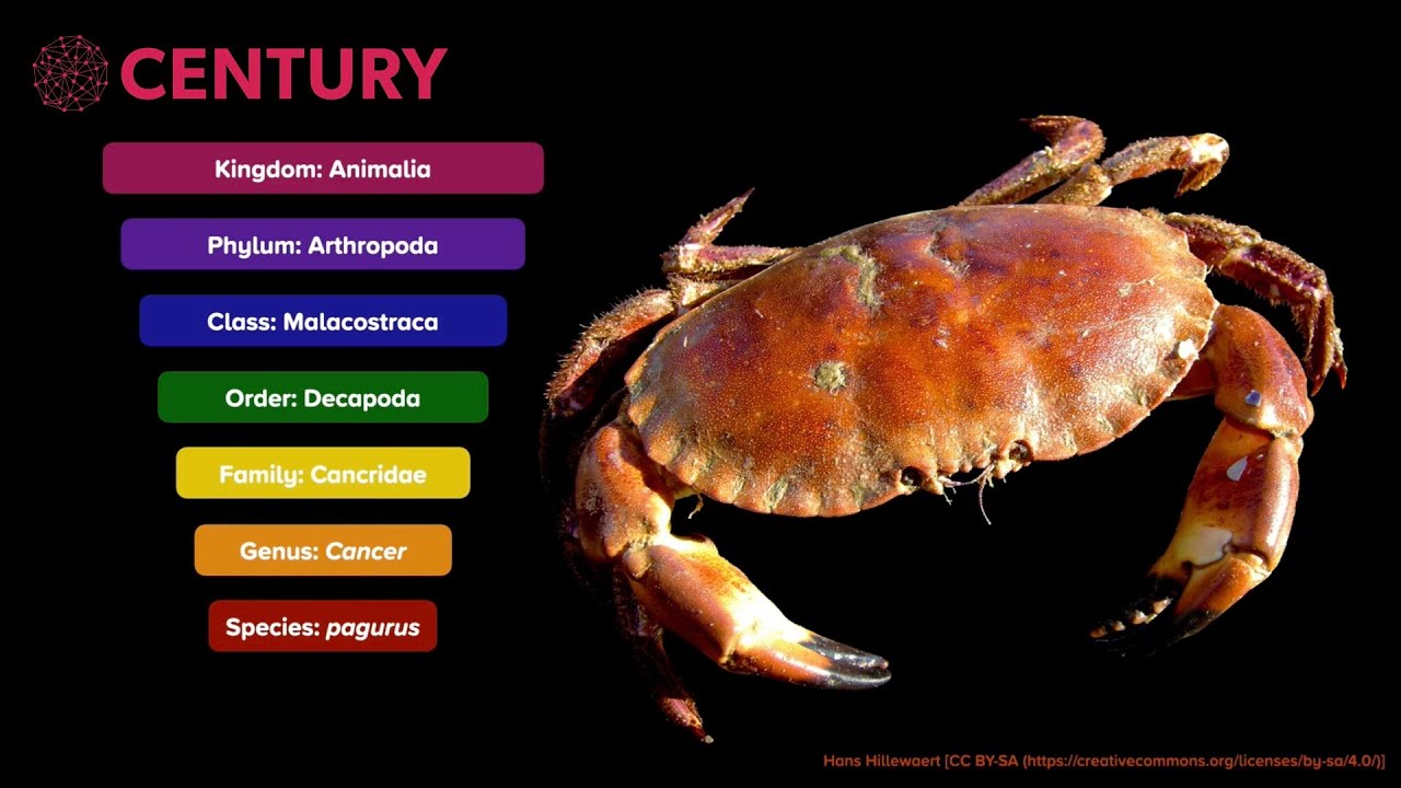 Linnaean System of Classification | Biology - YouTube