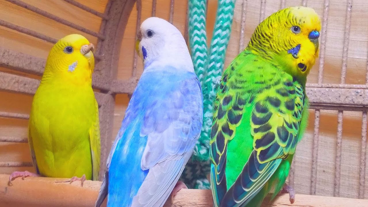 2 Hr Cute Parakeets Singing Playing Eating, Budgies TV. Reduce Stress ...