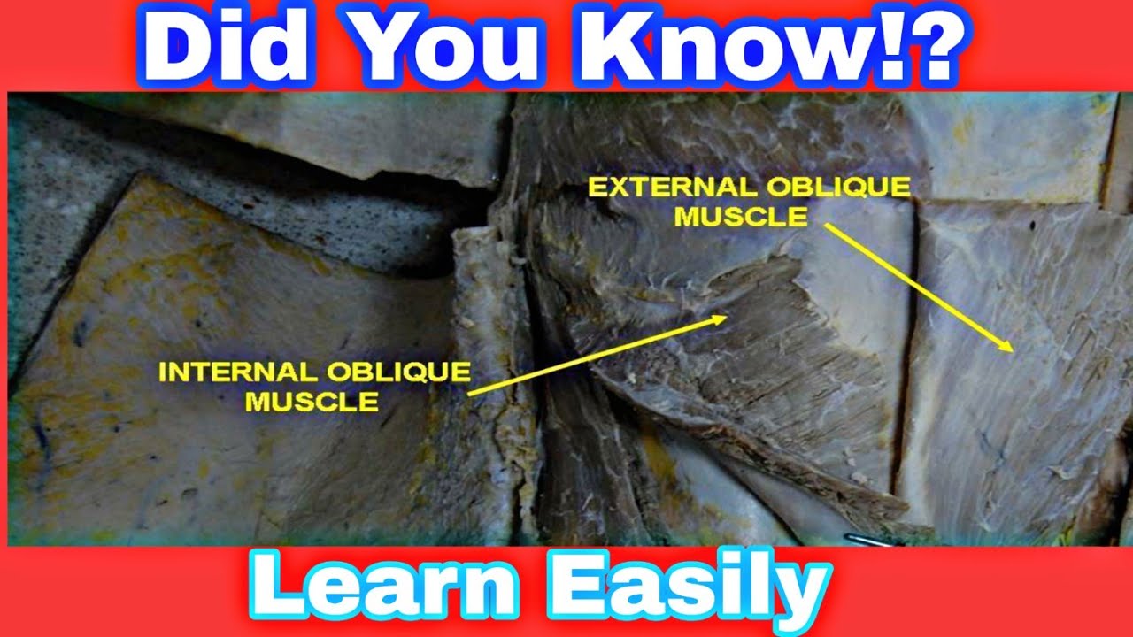External Abdominal Oblique|Muscle Anatomy|Origin Insertion Blood Supply ...