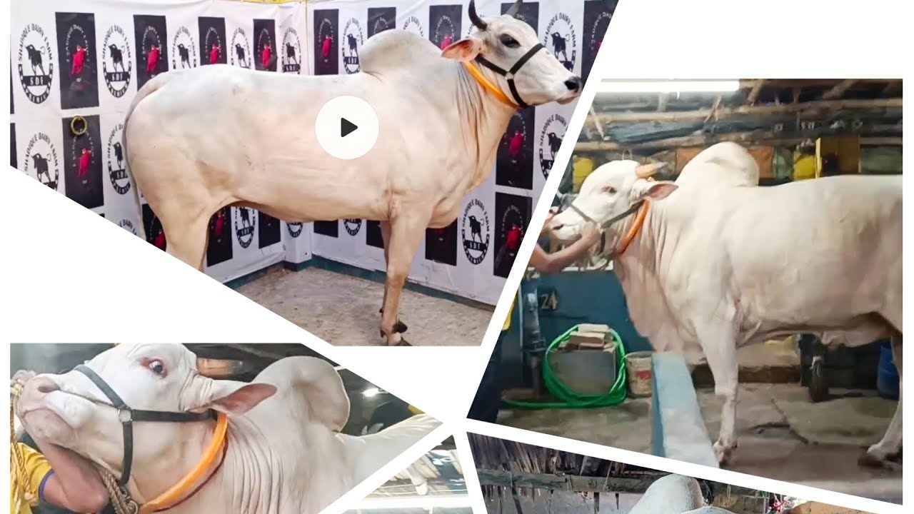 most beautiful cow and bulls of sadique diary farm gowalbari west bengal - YouTube