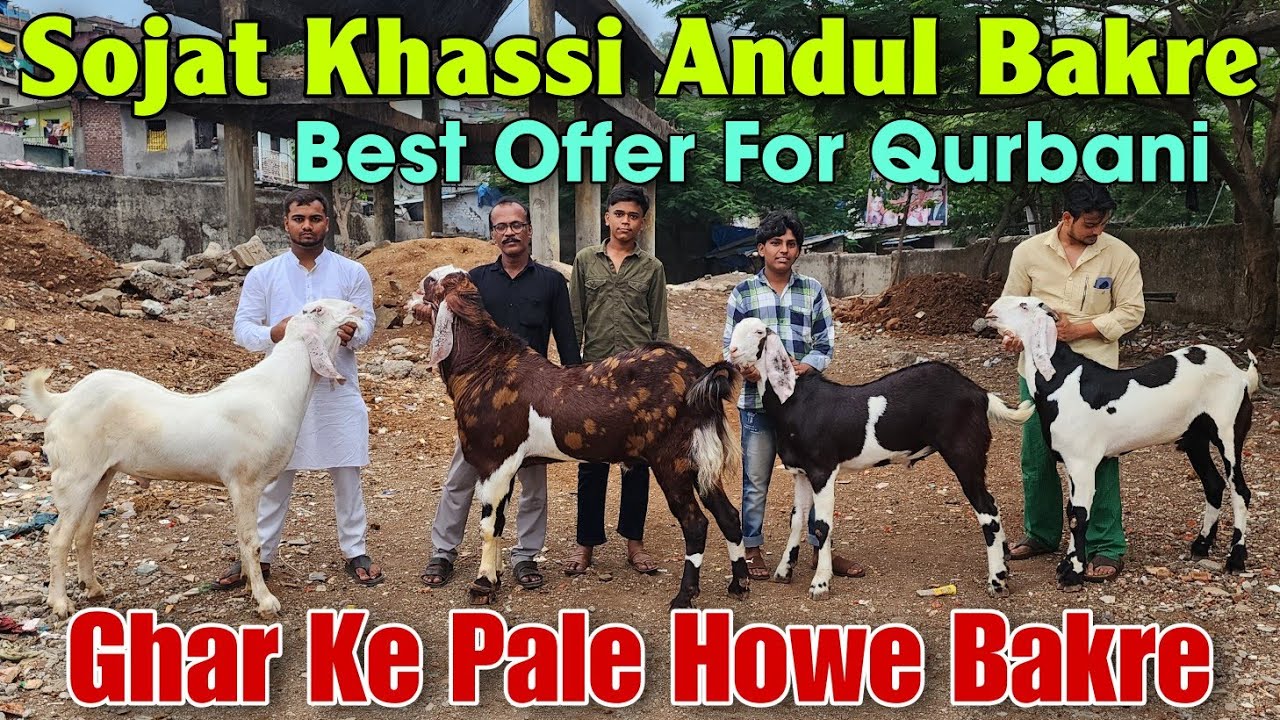 Ghar Ke Pale Howe Shandaar Bakre At RAJU BHAI | 2025 Best Offer For ...