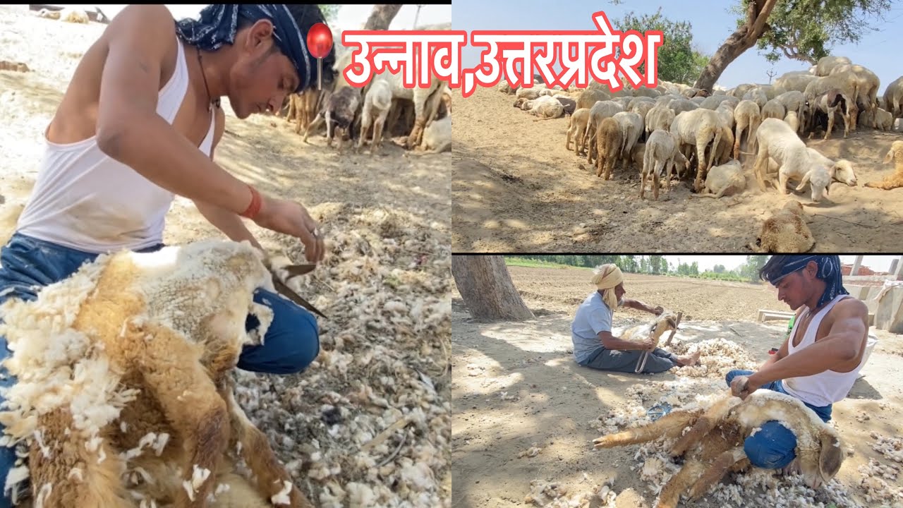 भेड़ों की बाल(ऊन)कटिंग?//How to get wool from sheep - YouTube