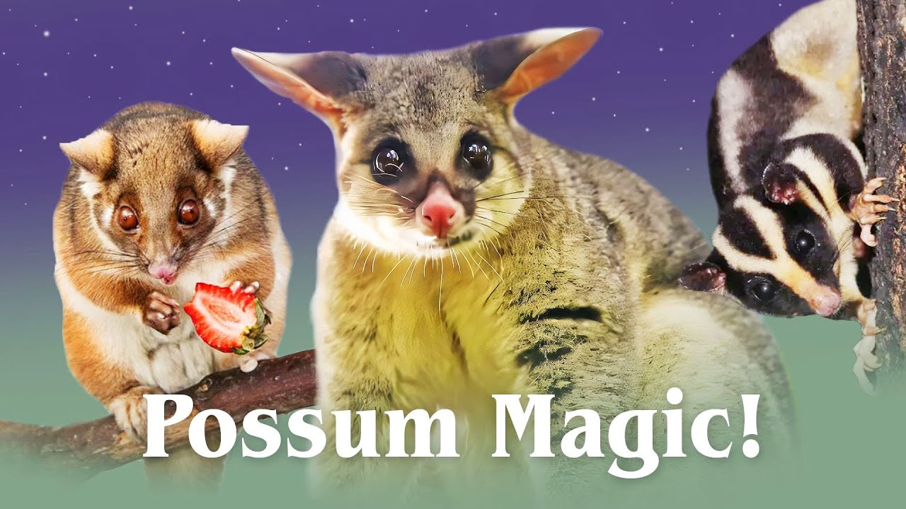 A Guide to Australia's Possums - YouTube