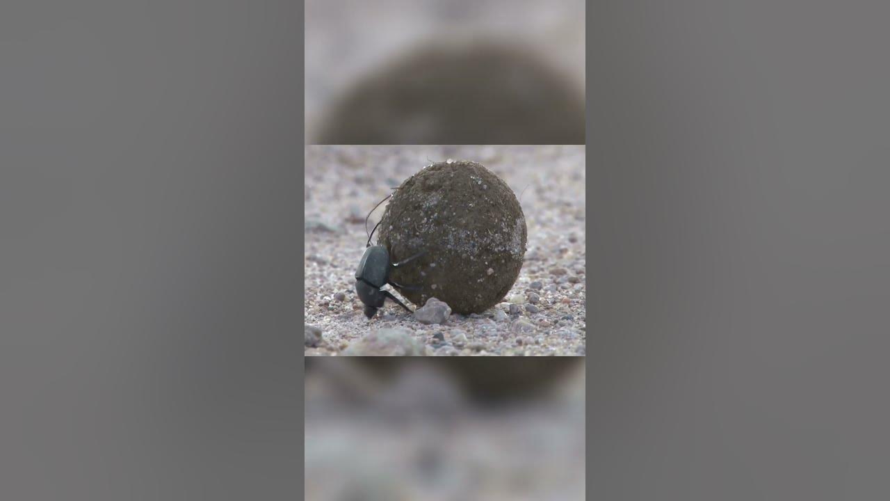 🪲Why Dung Beetles Use the Milky Way to Roll Their Dung Balls🟤💩 #shorts ...