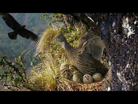 Himalayan Monal: 210 Days From Egg to Survivor | Born on Cliffs