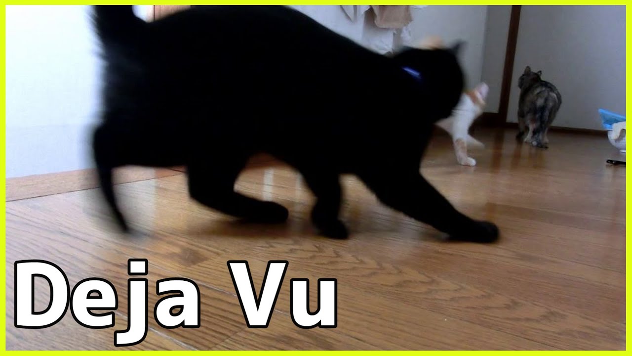 Deja Vu Cat - イニシャル猫 - YouTube