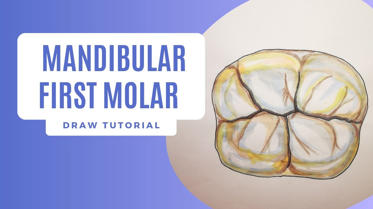 Complete Guide to Dental Anatomy: Drawing the Mandibular First Molar ...