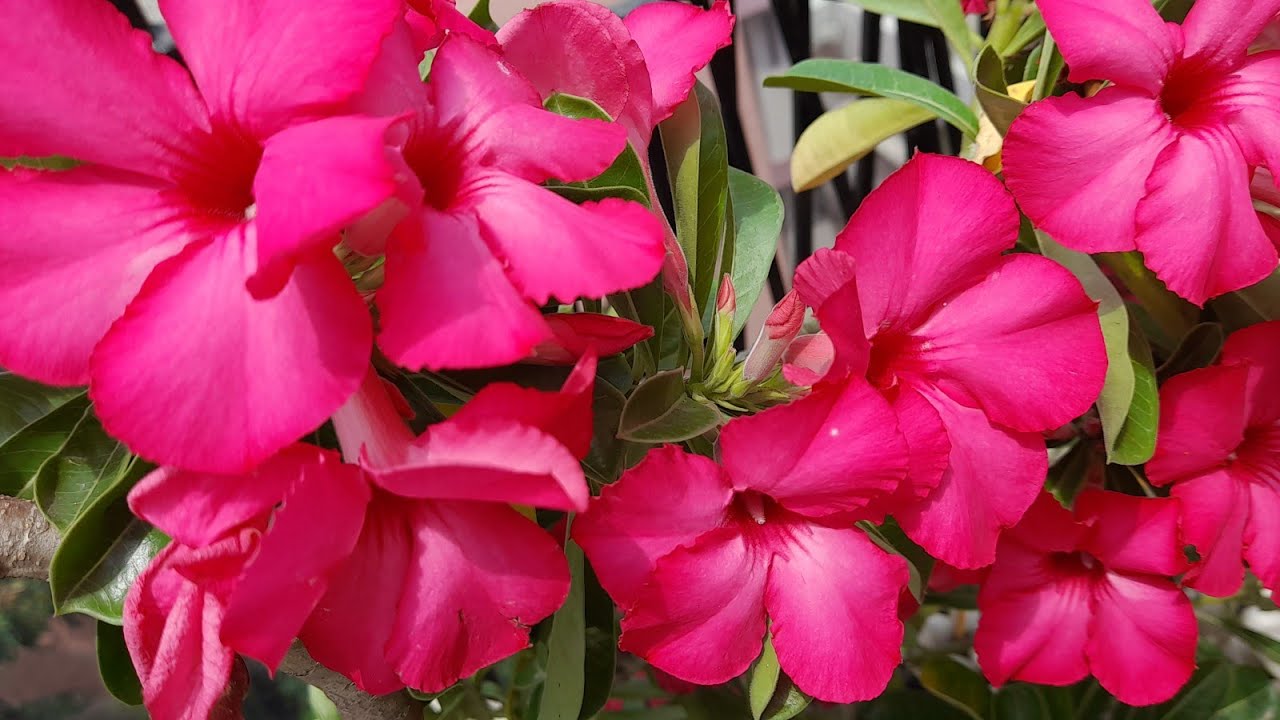 Watch the full video to know the proper rules of adenium flower care ...