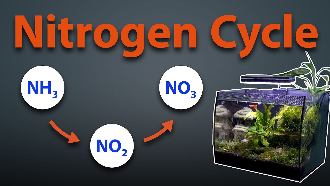 Nitrogen Cycle For Beginners | Simple Guide - YouTube