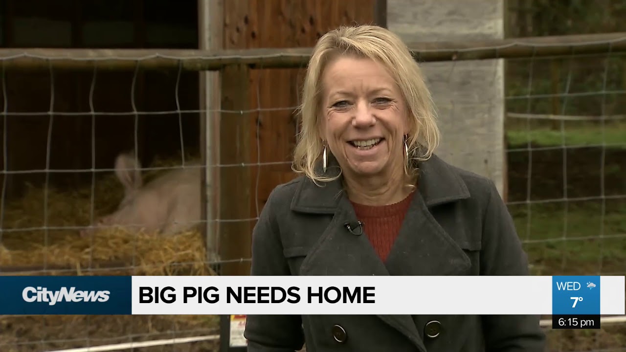 Looking for a pet? 800 pound pig needs home - YouTube