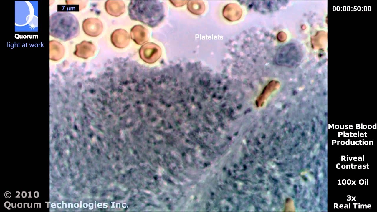 Riveal - Mouse Blood Platelet Production - 2 - YouTube