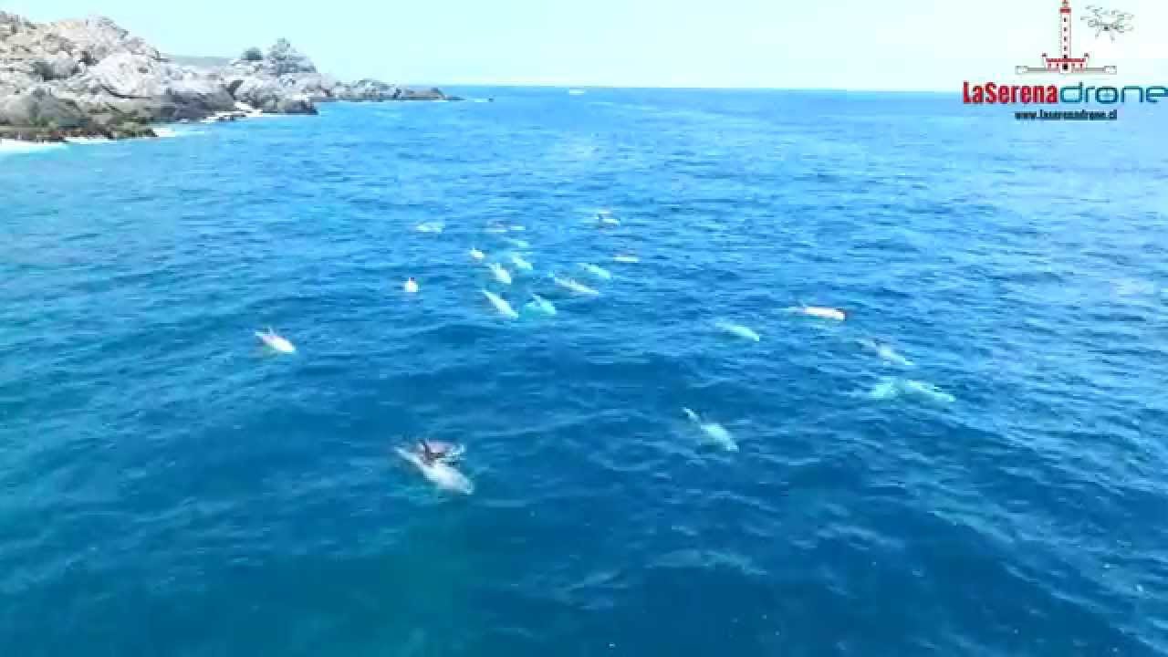 Video "sin editar" Delfines Grises o Rissos, sector Arrayan Costero, La ...