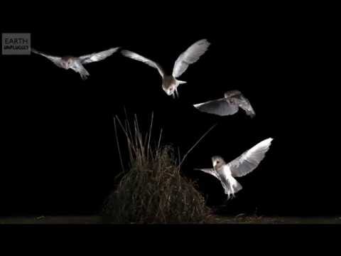 Barn Owl Attacking Prey - YouTube