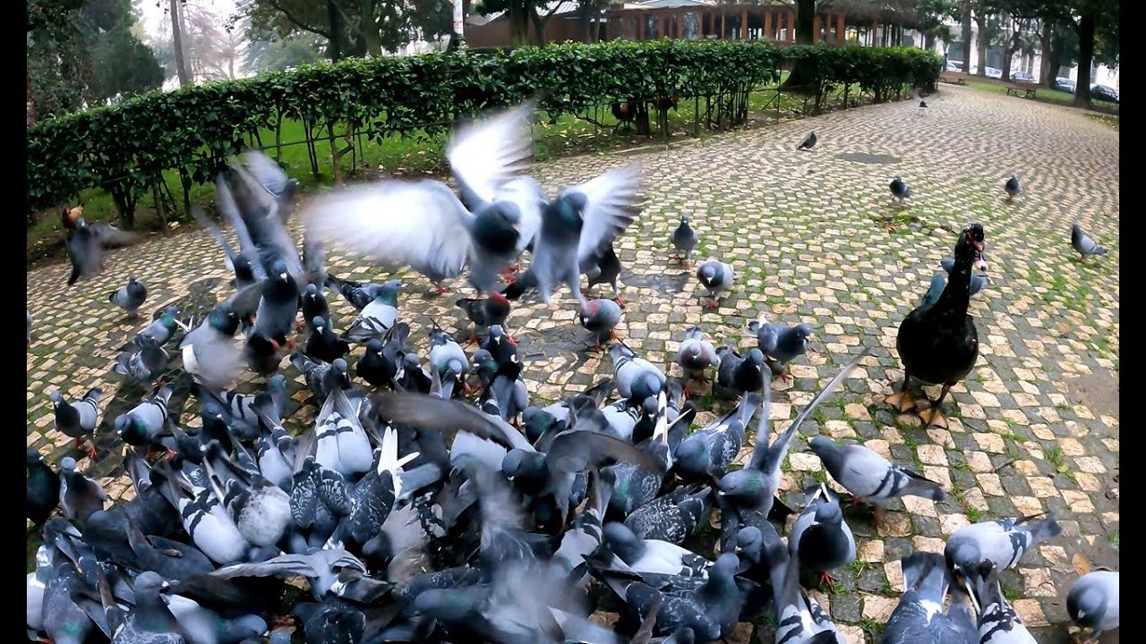 4k Asmr feeding city Pigeons - YouTube