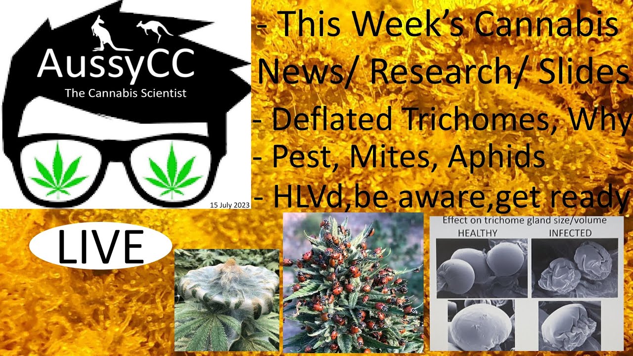 @AussyCC Live, De-flated Trichomes, Pests, Mites, Aphids, Mealy Bugs ...