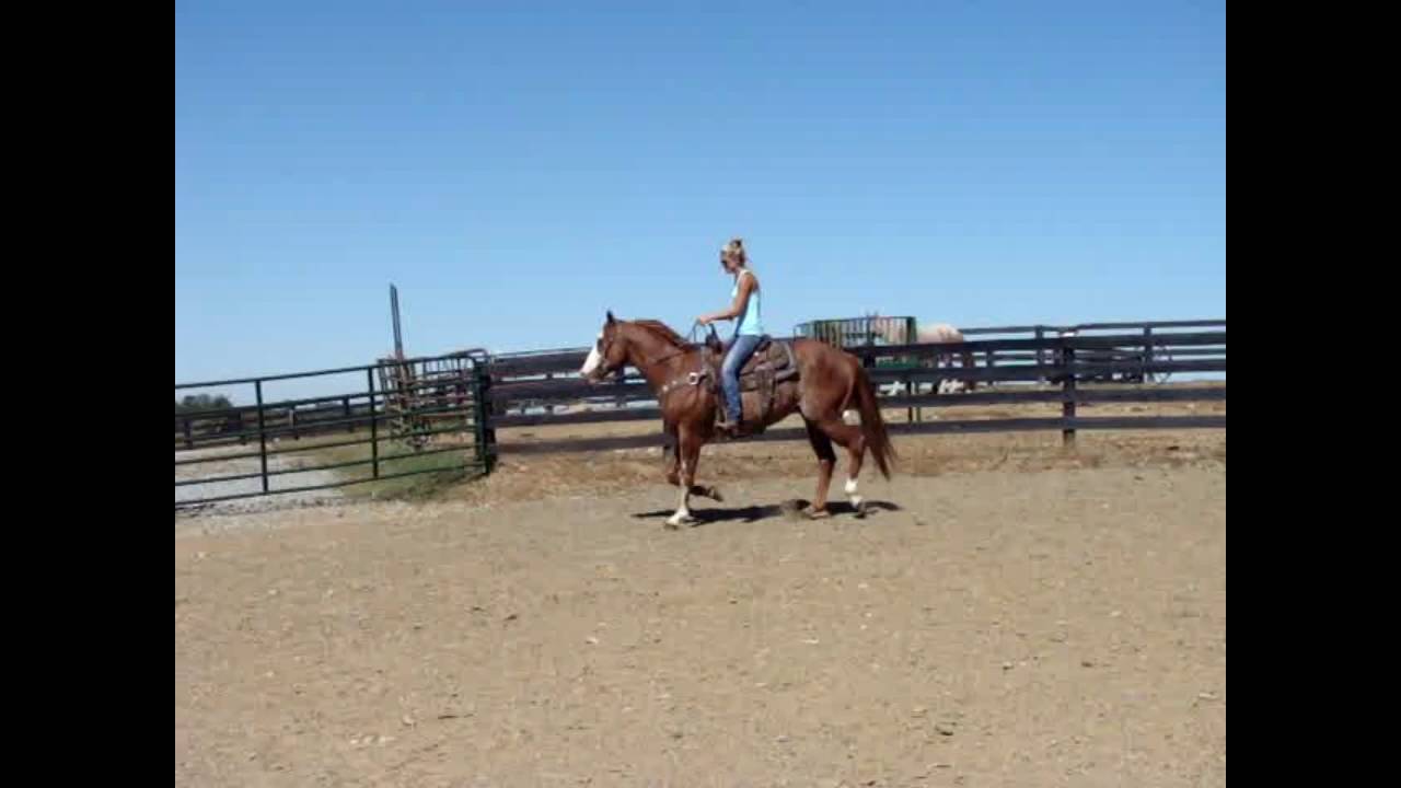 APHA GELDING, NICE TEAM ROPING HORSE, ROPES BOTH ENDS - YouTube