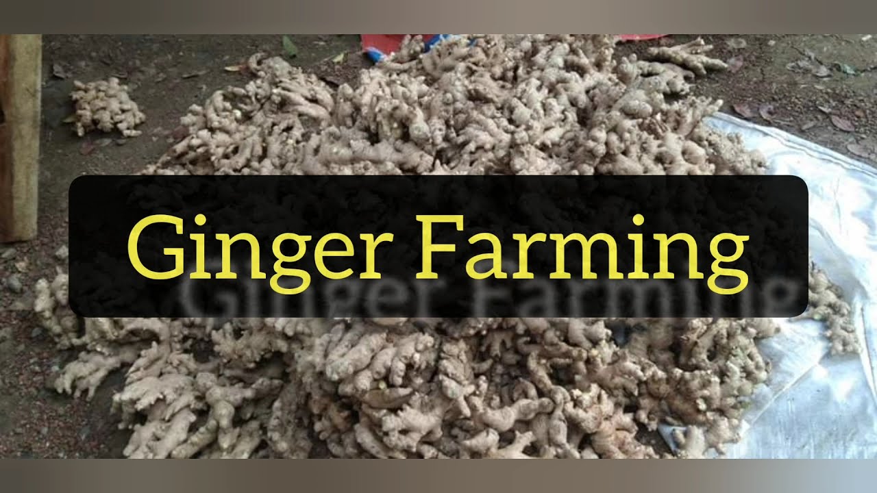 Ginger Farming || Farm Life - YouTube