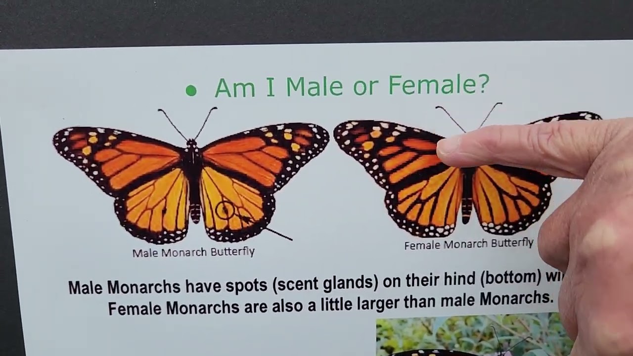 Female Vs Male Monarch Butterfly