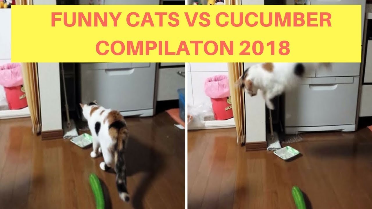 Funny Cats Scared of Cucumber Compilation 2023 - YouTube