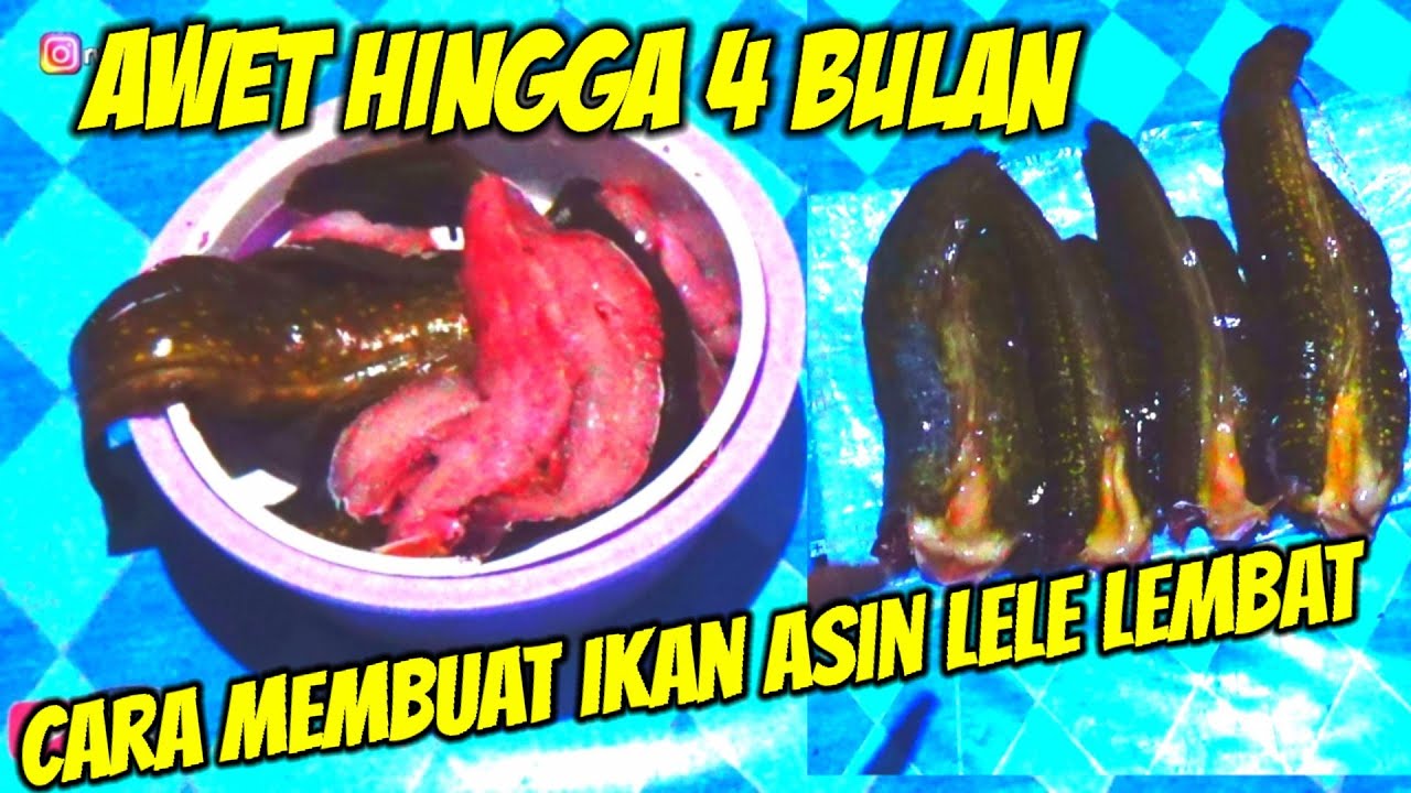 Tutorial dan cara paling simpel membuat ikan asin lele Lembat gurih dan ...