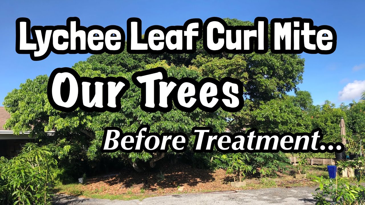 Lychee Leaf Curl Mite | Our Trees Before Treatment - YouTube