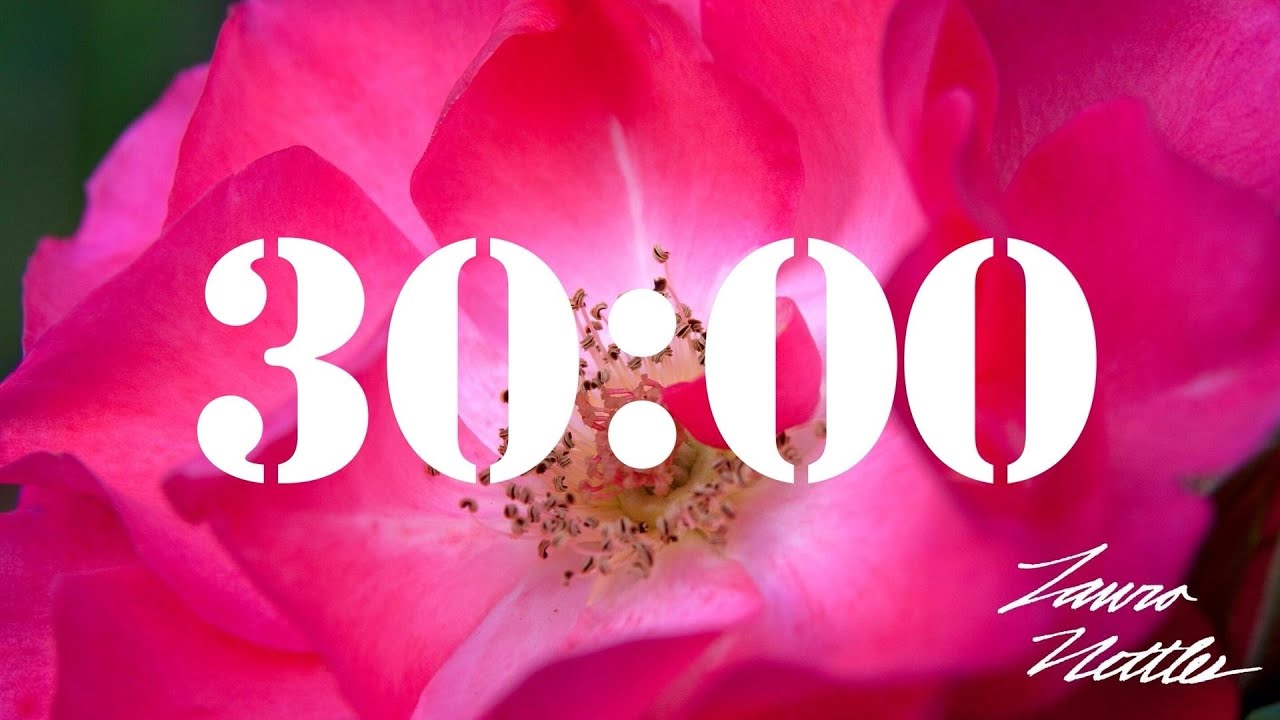 30 Minute Pink Peony Flower Timer - YouTube