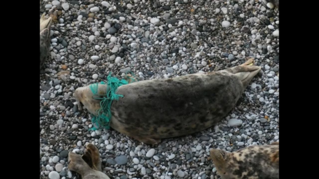 Seal with fishing net stuck around her neck - 6th December 2023 - YouTube