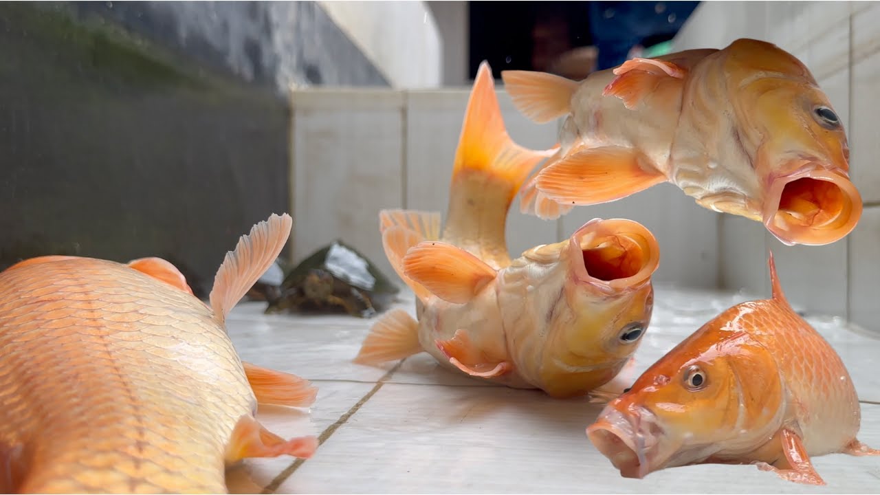 4k Fish Tank Show of Amazing Fish Flying (Saving Fish) - YouTube