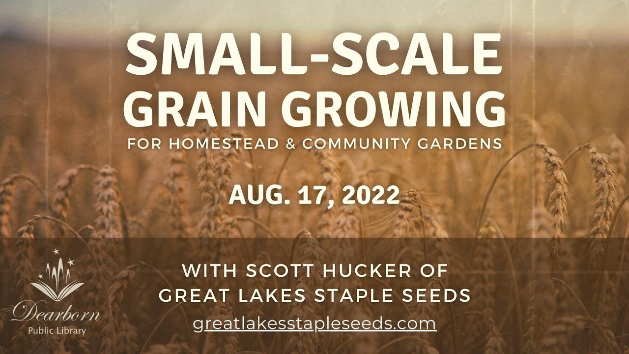 Small Scale Grain Growing for Homestead and Community Gardens - YouTube
