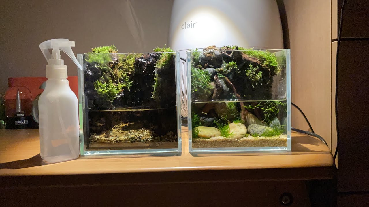 책상 위에서 즐기는 나노 팔루다리움/테라리움/미니수조/Nano paludarium on your desk/mini ...