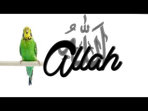 ALLAH SES KAYDI - KUŞLAR İÇİN