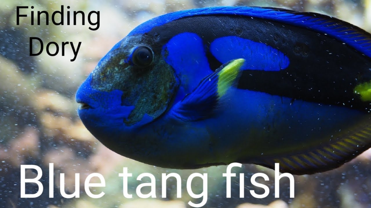 The Real dory fish (blue tang fish) in India. - YouTube