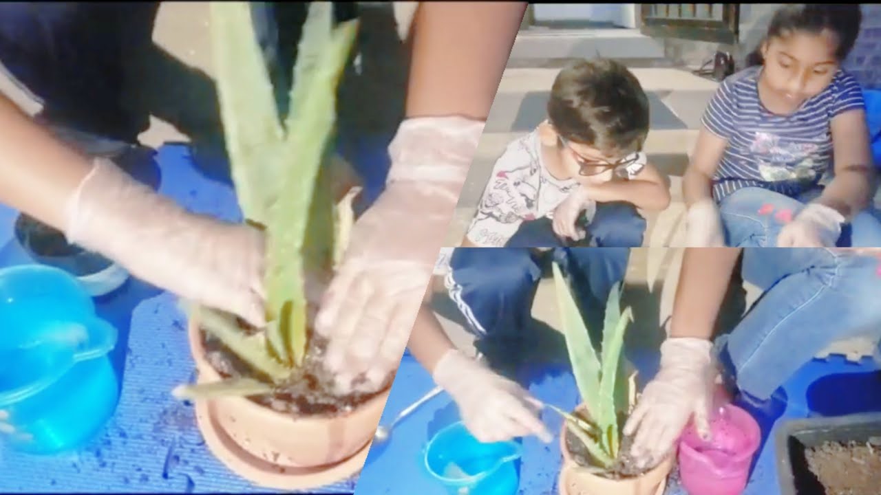 Plotting A Plant | Amazing Experience | Green Earth - YouTube