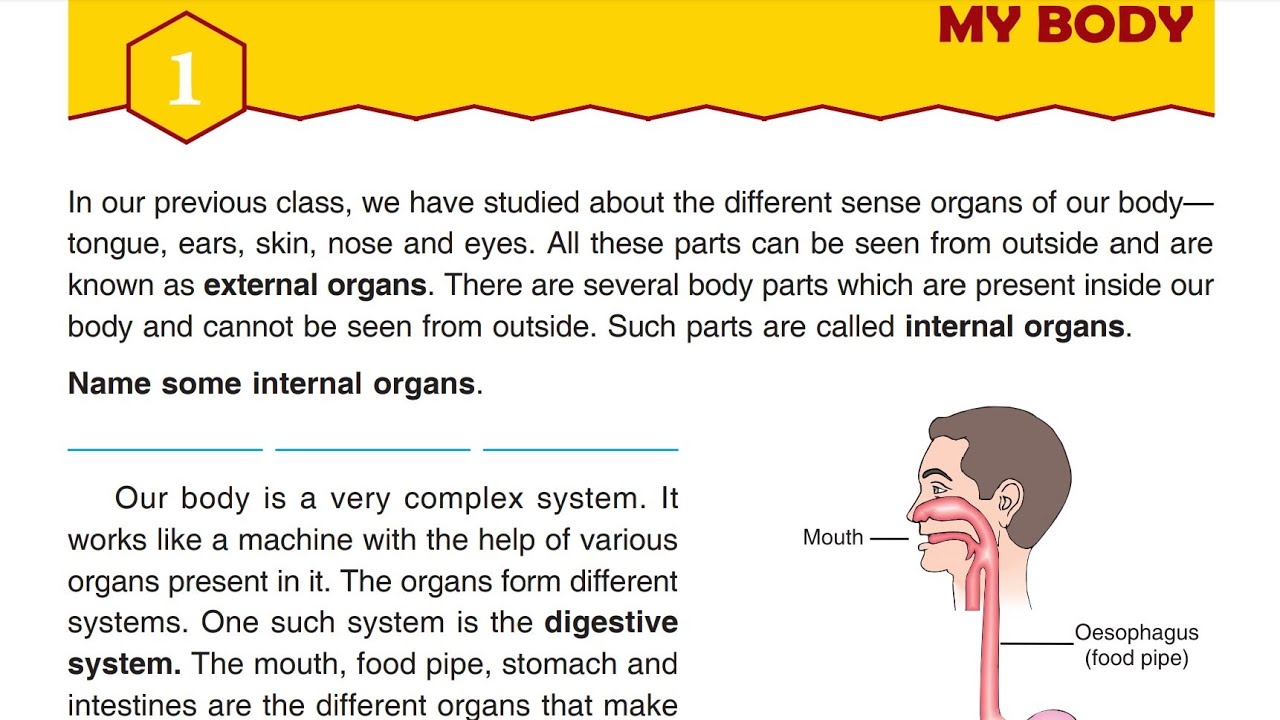 My body || Ep01 || Digestive system || Class 4 science DAV - YouTube