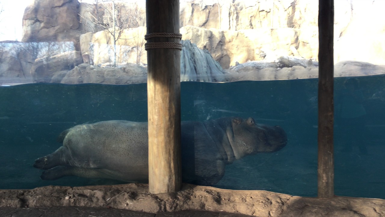 Henry & Bibi hippos at Cincinnati Zoo - YouTube