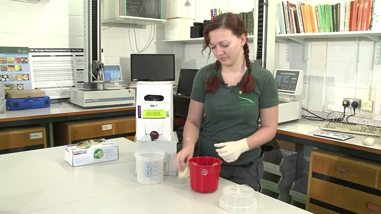 SWD: Using bait for spotted wing drosophila traps - YouTube