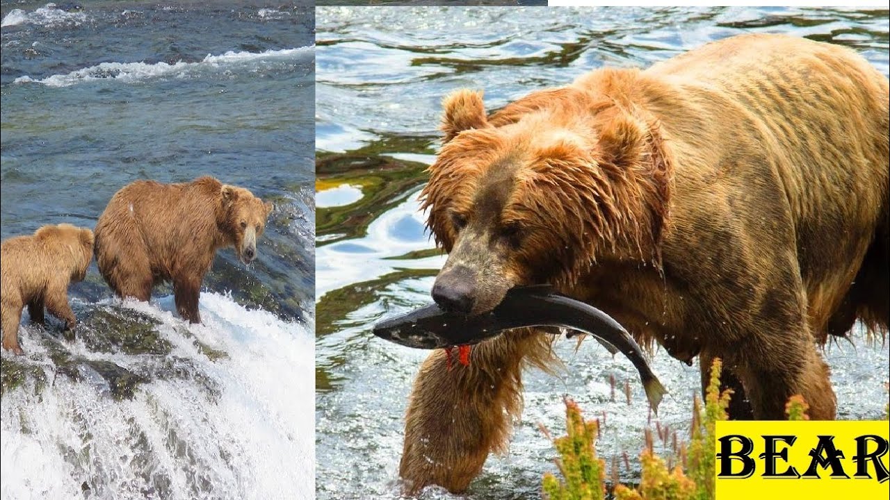 bear | bear life in hindi | bear ki zindagi | jungle ki zindagi - YouTube