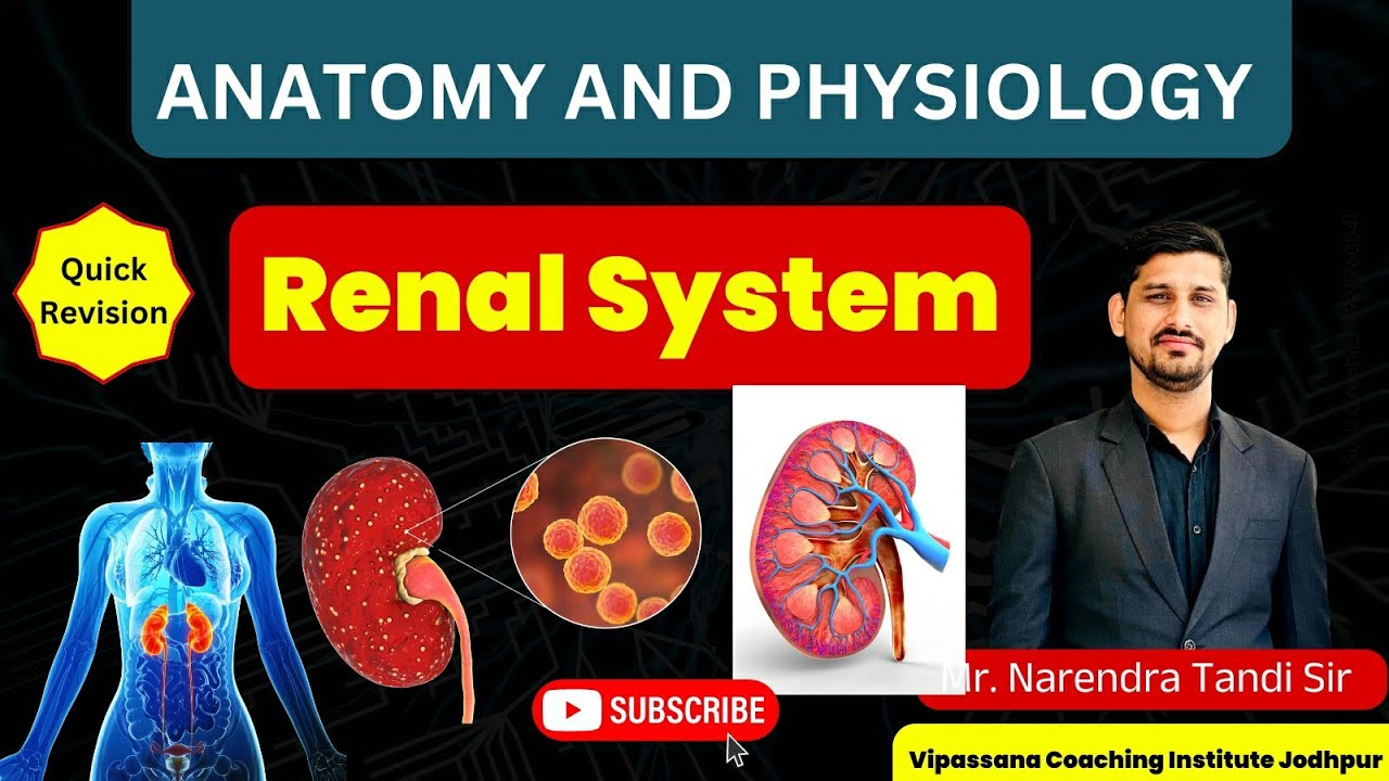 Renal System Quick Revision of Anatomy and Physiology - YouTube