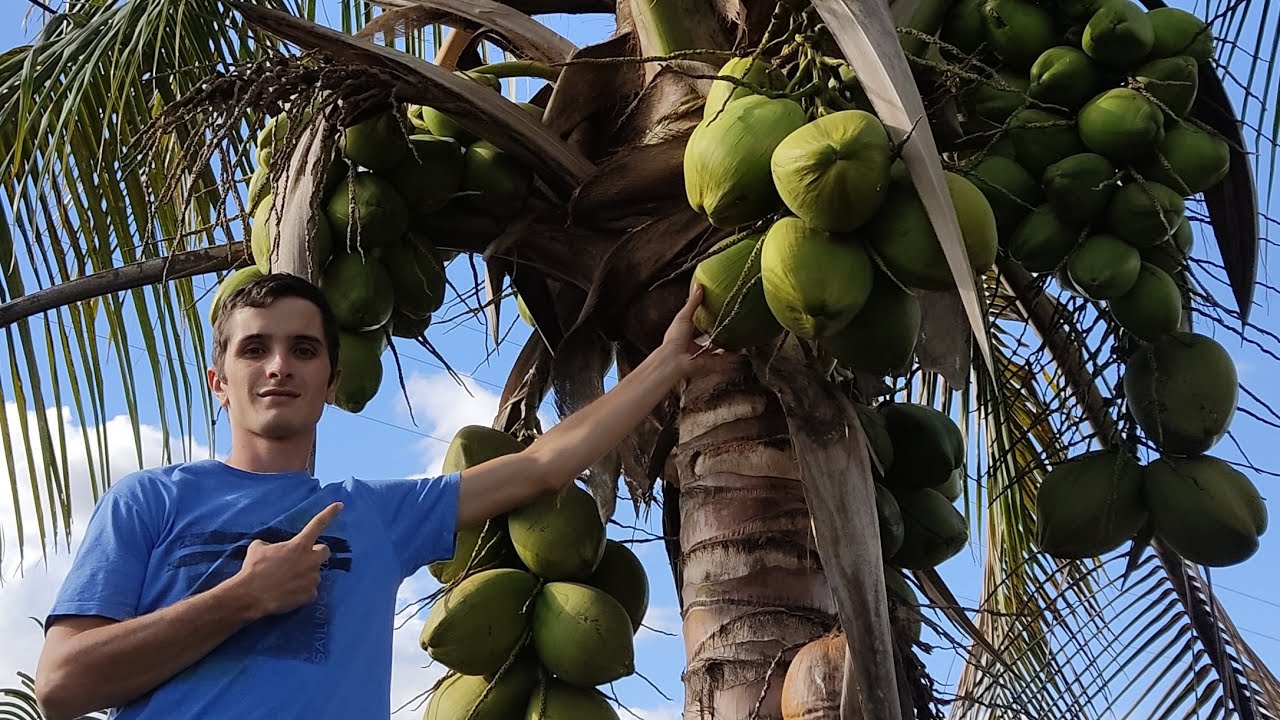 COMO FAZER O SEU PÉ DE COCO PRODUZIR MAIS COCOS - YouTube